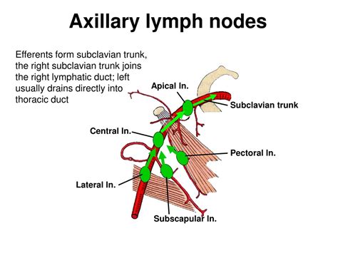 Subscapular Lymph Node Swelling Axillary Lymph Nodes Anatomy