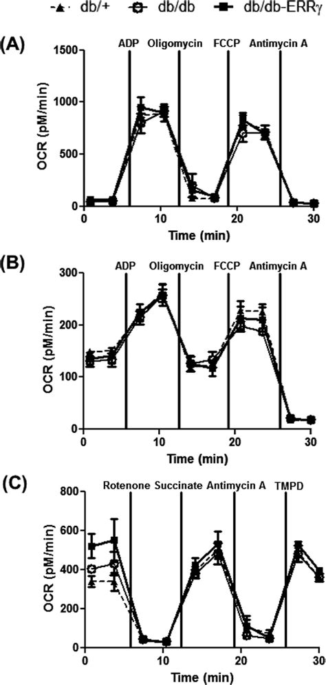 Oxygen Consumption Rate In Isolated Muscle Mitochondria The Following