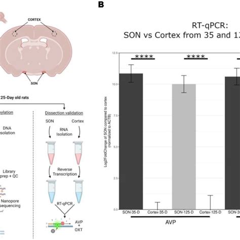 Characterization Of Dna Methylation A A Barplot Of Dnmt And Tet