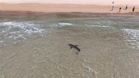 Sydney Beach Swimmers Almost ‘walk Into Shark Near Shore Au