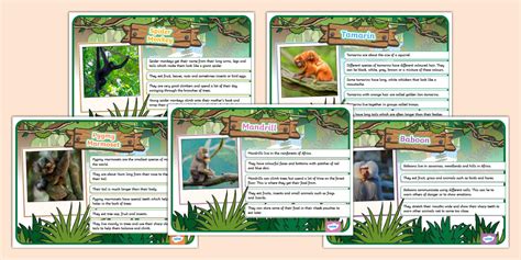 Monkey Species Posters Twinkl Ks1 Teacher Made