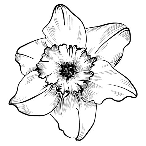 Narcissus Flower Hand Drawing Vector Illustration 36717264 Vector Art
