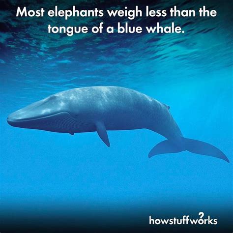 Blue Whales Tongue Weighs As Much As An Elephant