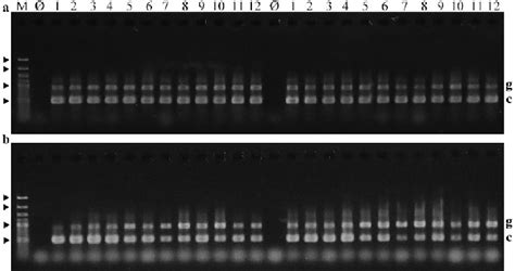Pcr Analysis Of Cdnas Started From Total Rna Samples Extracted From