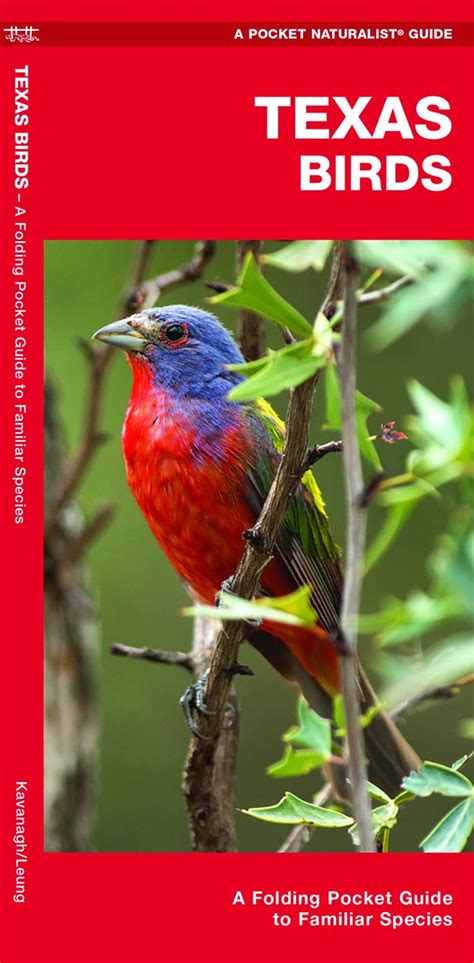 Texas Bird Identification Guide Books San Antonio Book