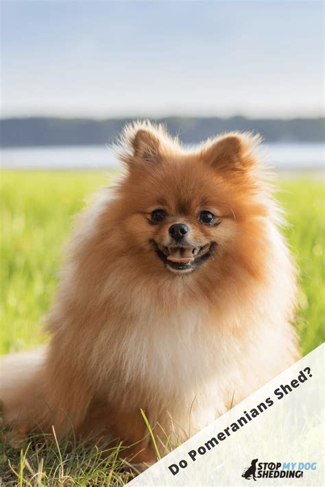 Do Pomeranian Puppies Shed Hair