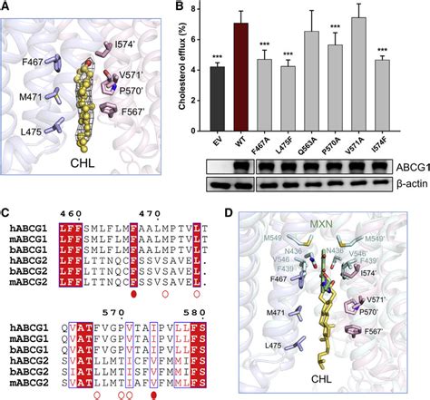 The Interactions Between Abcg1 And Cholesterol A The Download Scientific Diagram