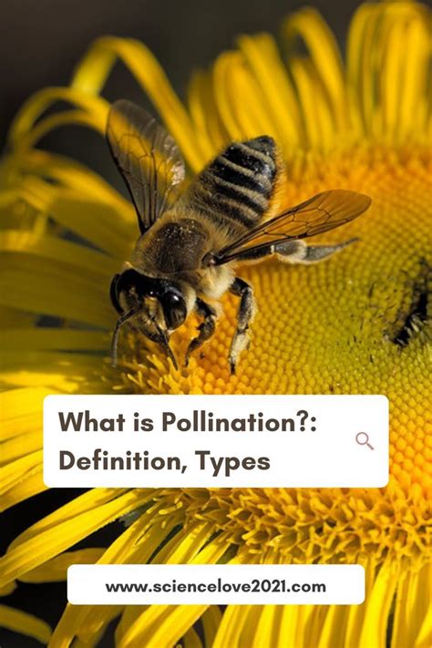 What Is Pollination Definition Types Pollination Definitions Ovaries