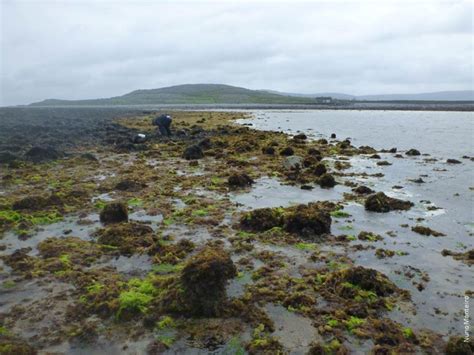 Sex At The Edge How Temperature Influences Sexual Selection Projects Cibio