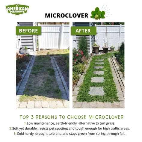 Microclover Seeds American Meadows