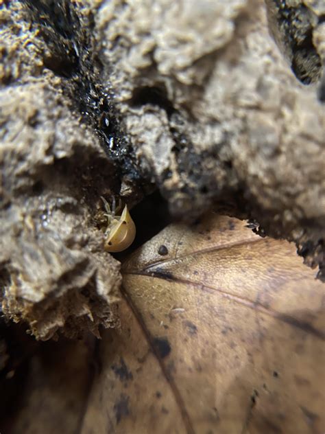 I Just Love These Guys R Isopods