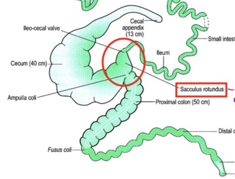 Comparative Gi Anatomy Of Exotics Flashcards Quizlet