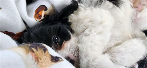 Meet Tré R Cavachon