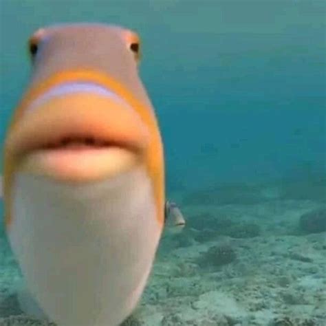 F I S H I E S Fishing Memes Cute Funny Pics Funny Reaction Pictures