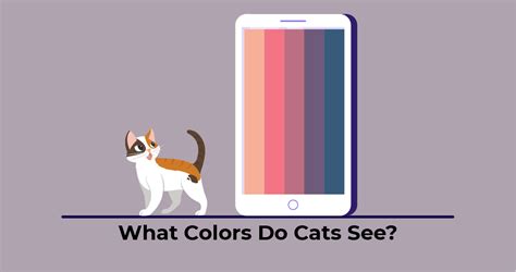 What Cats See Colors