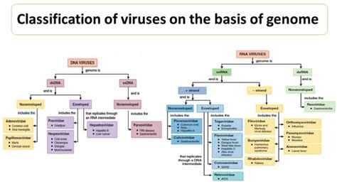 Rna Viruses Classification Microbiology Notes