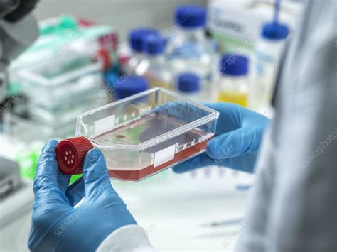 Stem Cell Research Stock Image F0292506 Science Photo Library