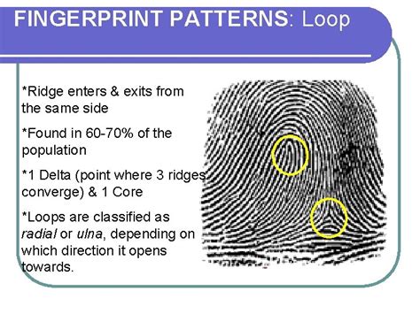 Fingerprints College Forensics What Are Fingerprints A Fingerprint