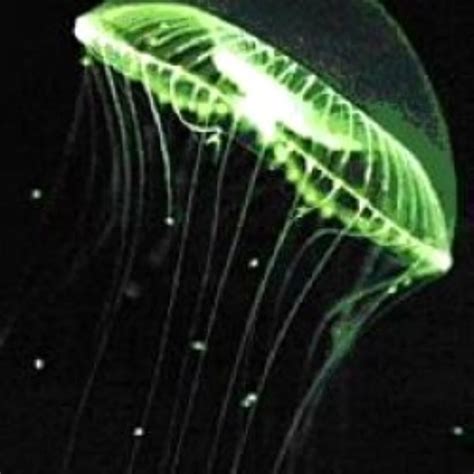 Zeka Sperm Kalitesi Li Kisi Son Dakika