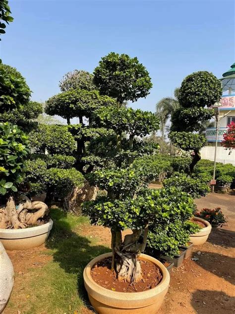Round Ficus Topiary Plant For Garden At Best Price In Hyderabad Id 12853990397