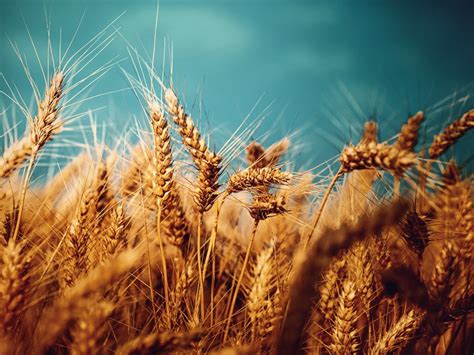 Vegetos An International Journal Of Plant Research High Impact Factor Journal