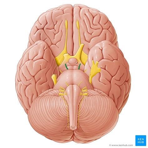 Motor Cranial Nerves Anatomy Functions And Components Kenhub