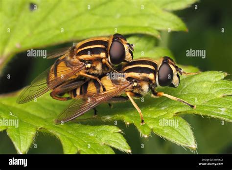 Mating Hoverflies Helophilus Pendulus On Creeping Buttercup Plant