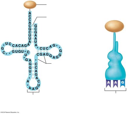 Transfermessenger Rna Wikipedia