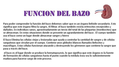 Funcion Del Bazo Pdf
