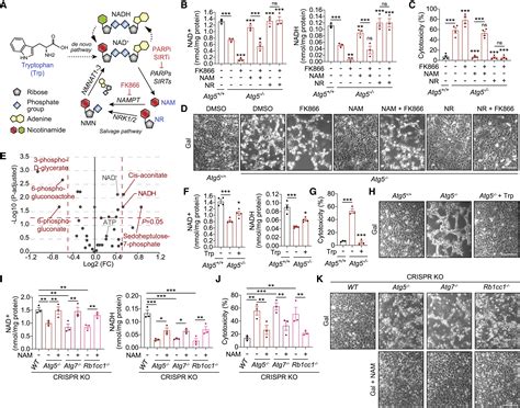 Autophagy Promotes Cell Survival By Maintaining NAD Levels Developmental Cell