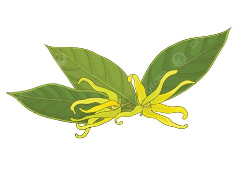 Ylang Ylang