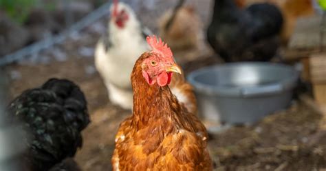 Kesäkanat Rekisteriin Muistuttaa Avi Uutisia Lyhyesti Yle