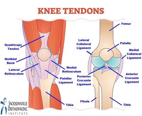 Torn Mcl Recovery Time Joi Jacksonville Orthopaedic Institute