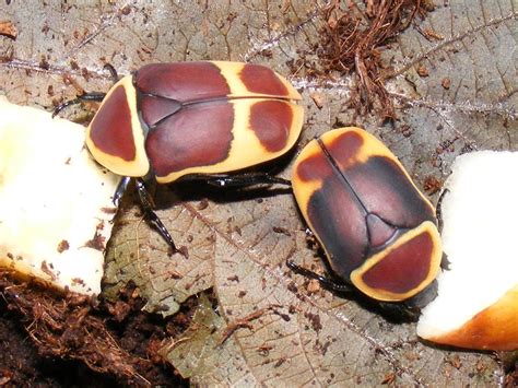 Fungus Tumbex