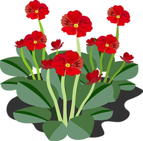 Plant Structure Parts Functions Facts Science4fun