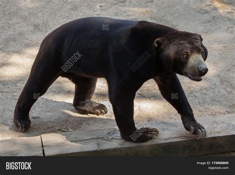 Malayan Sun Bear Image And Photo Free Trial Bigstock