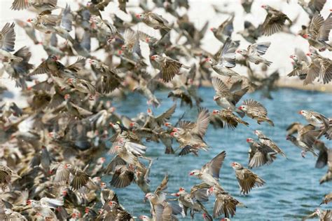 Birds Of A Feather Red Billed Queleas Ecotraining