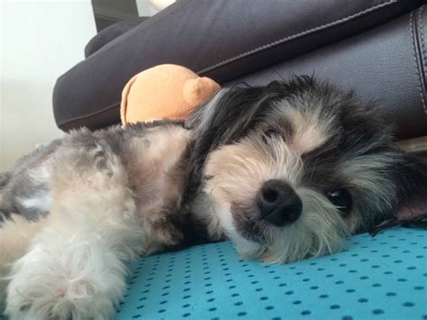 Farewell Mochi Mommy To Max