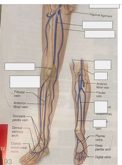 Leg Veins Diagram Quizlet