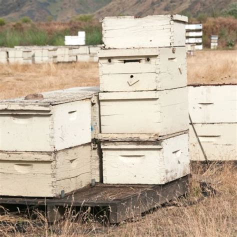 Bee Hive Stands Foxhound Bee Company