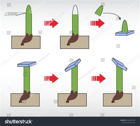 69 Coleoptile 이미지 스톡 사진 및 벡터 Shutterstock