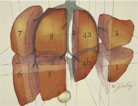 Model Of The Liver Functional Segments Distribution According To