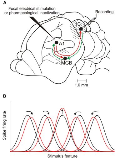 Frontiers Cortical Modulation Of Auditory Processing In The Midbrain