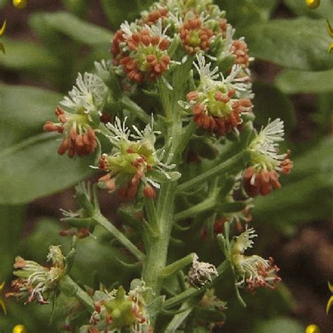 Reseda Odorata Sweet Mignonette Wildflower Seeds