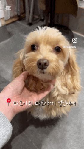 성신여대타코야끼📍 귀여운 아리가 있는 맛있는 타코아리 타코야끼 성신여대 네이버 블로그