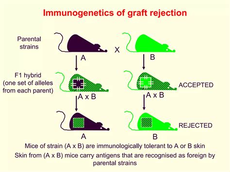 Major Histocompatibility Complex Ppt