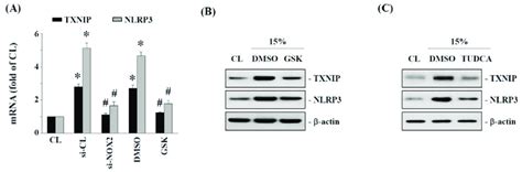 Inhibition Of Er Stress And Nox2 Decreases Hcs Induced Txnip And Nlrp3