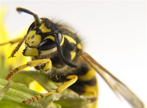 Yellow Jacket Sting Swelling