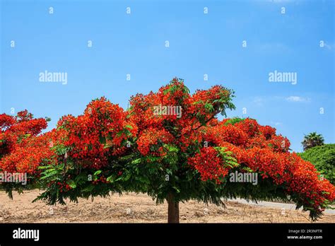 Huge Spreading Crown Of Tree Stock Photo Alamy