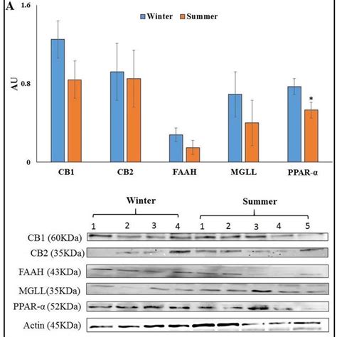 Protein Abundance Of Endocannabinoid System Ecs Components In At At 7
